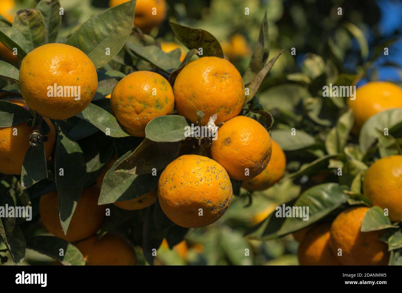 Orange tree plague. Branch of an orange tree with many affected fruits ...