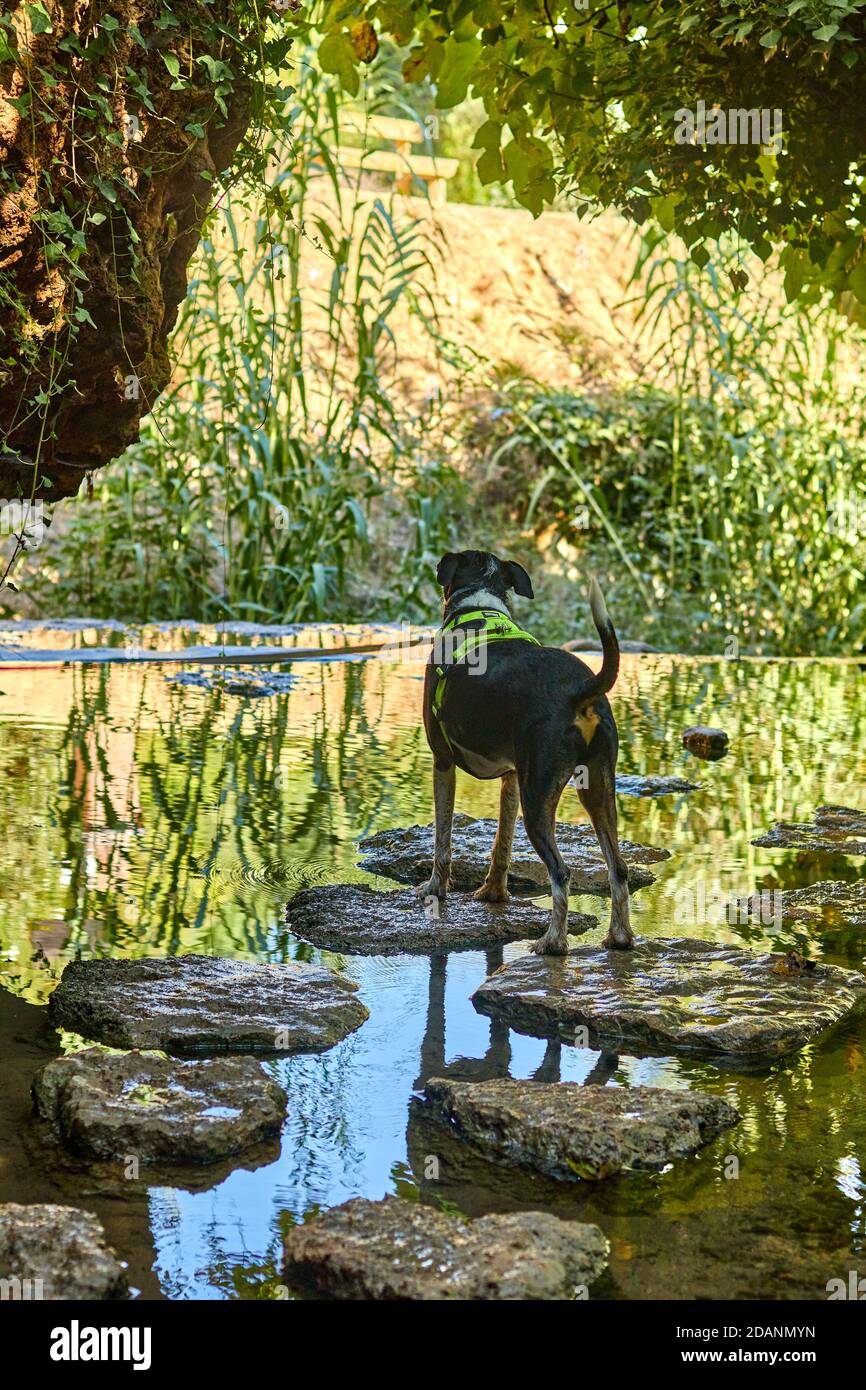 free dog posing in the nature with green color Stock Photo - Alamy