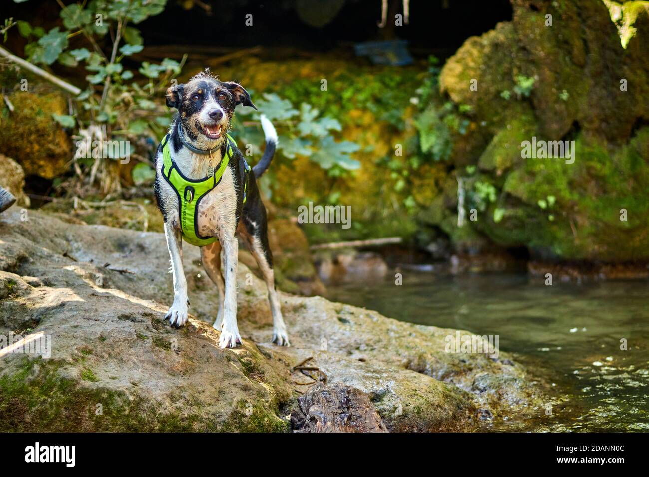 free dog posing in the nature with green color Stock Photo - Alamy