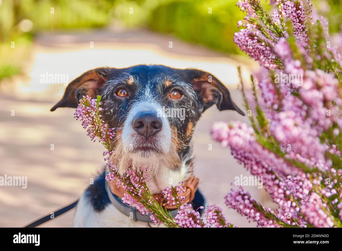 free dog posing in the nature with green color Stock Photo - Alamy