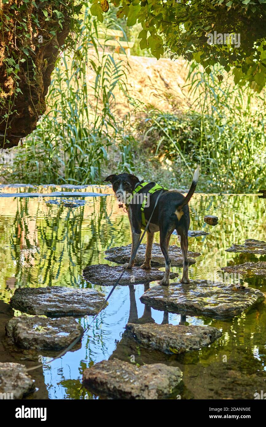 free dog posing in the nature with green color Stock Photo - Alamy