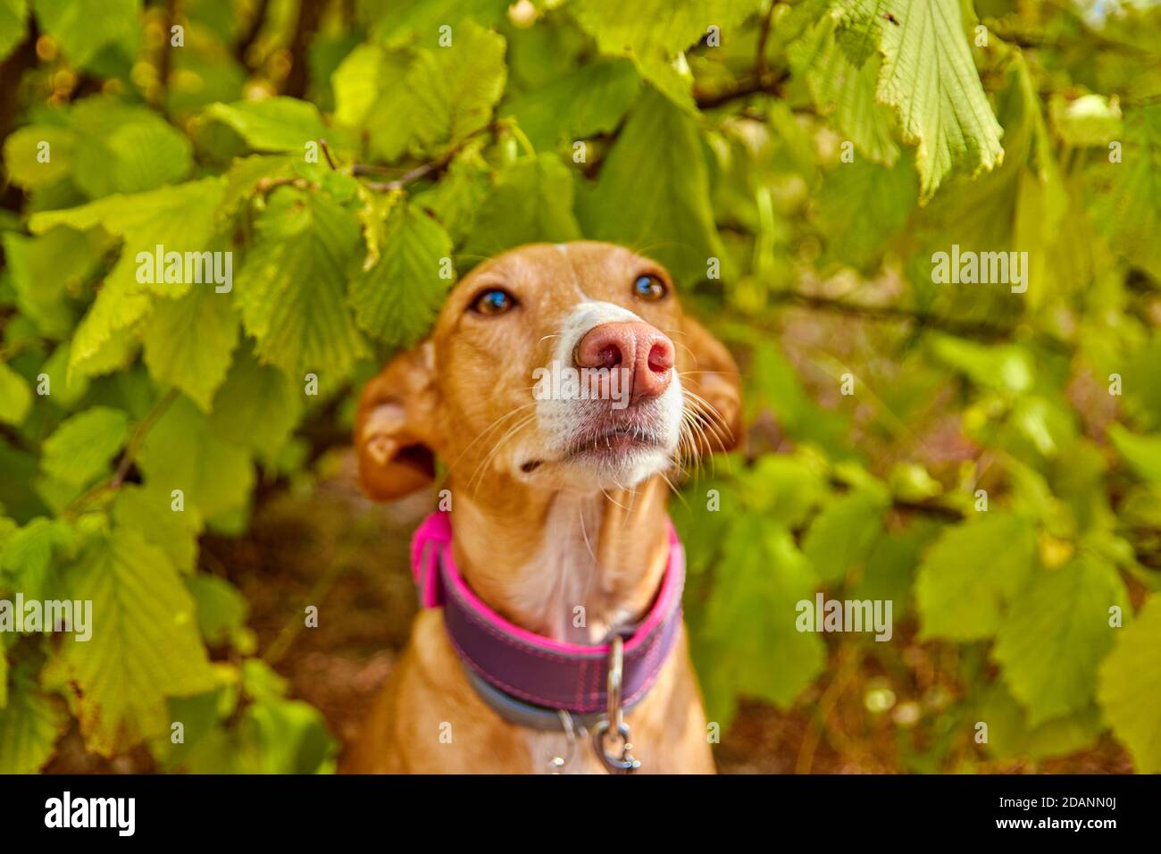 free dog posing in the nature with green color Stock Photo - Alamy