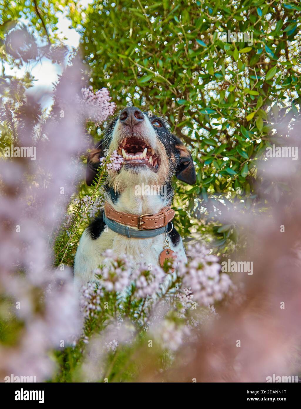 free dog posing in the nature with green color Stock Photo - Alamy