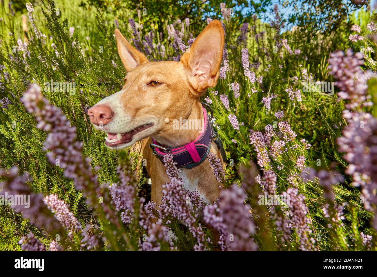 free dog posing in the nature with green color Stock Photo - Alamy
