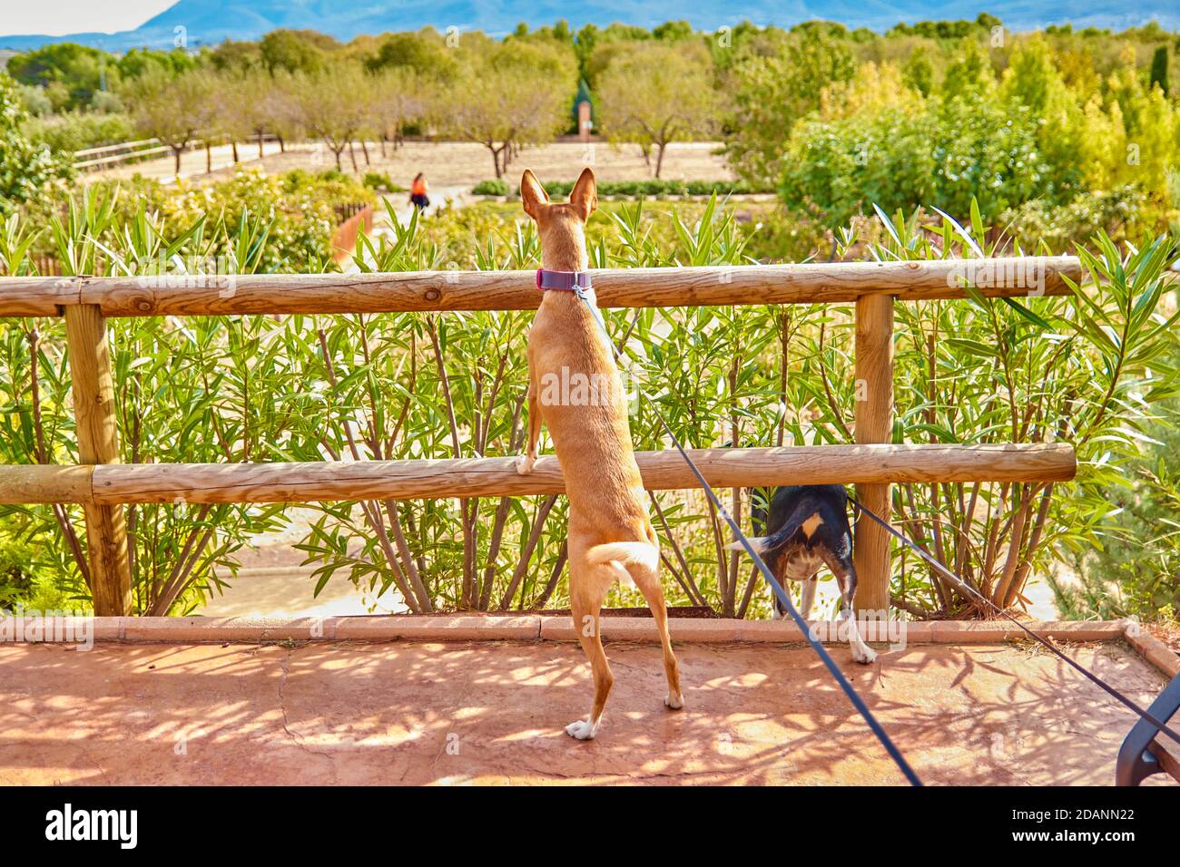 free dog posing in the nature with green color Stock Photo - Alamy