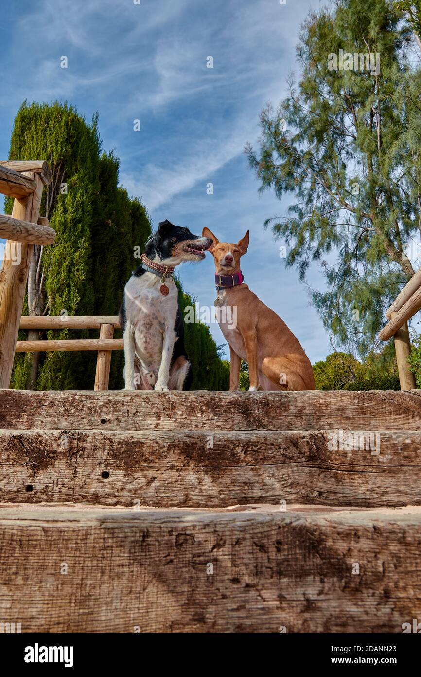 free dog posing in the nature with green color Stock Photo - Alamy