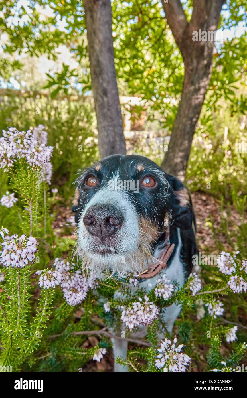 free dog posing in the nature with green color Stock Photo - Alamy