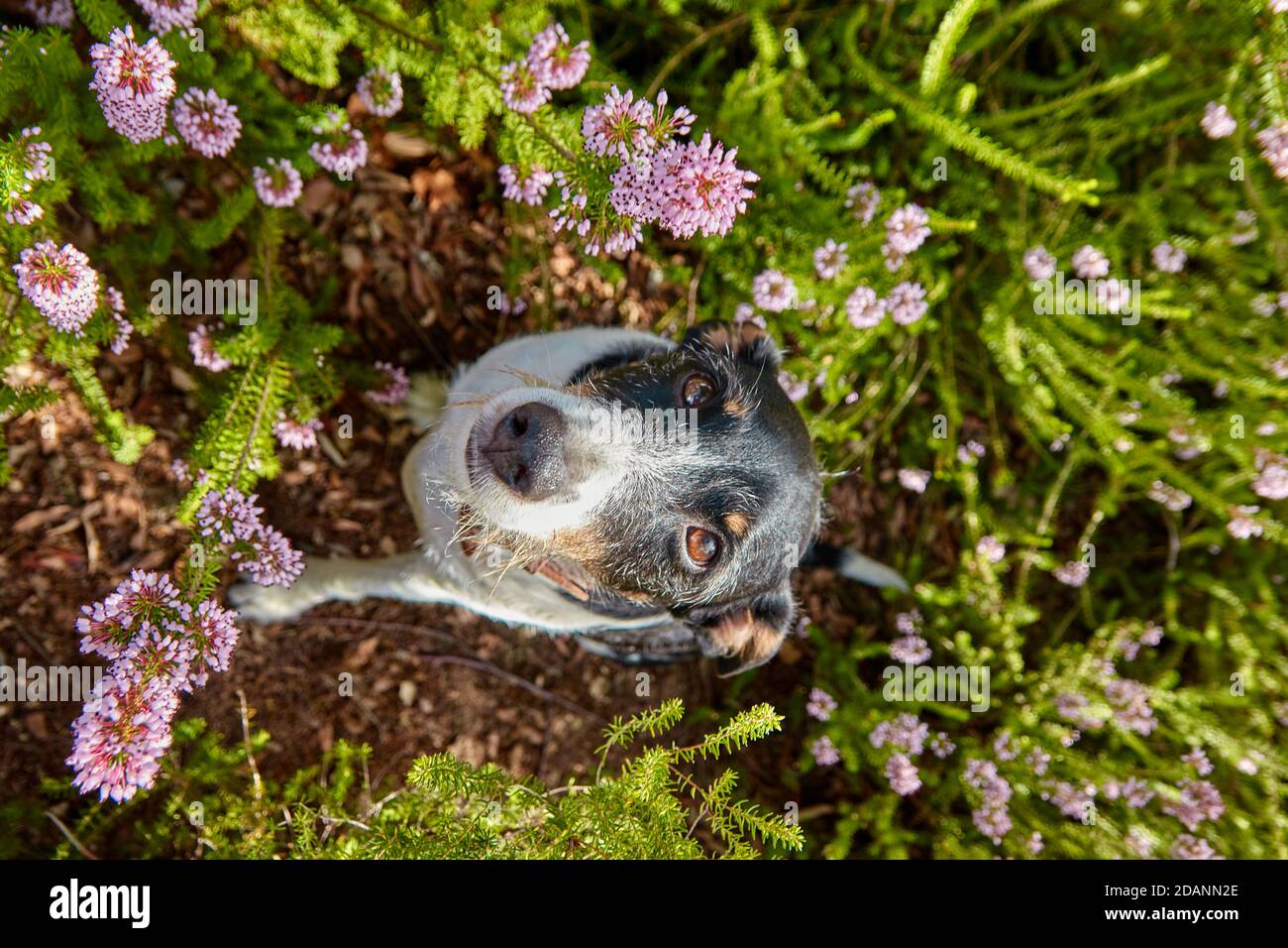 free dog posing in the nature with green color Stock Photo - Alamy