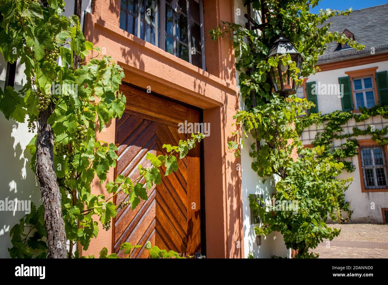 Wine plant grows on house wall Stock Photo - Alamy
