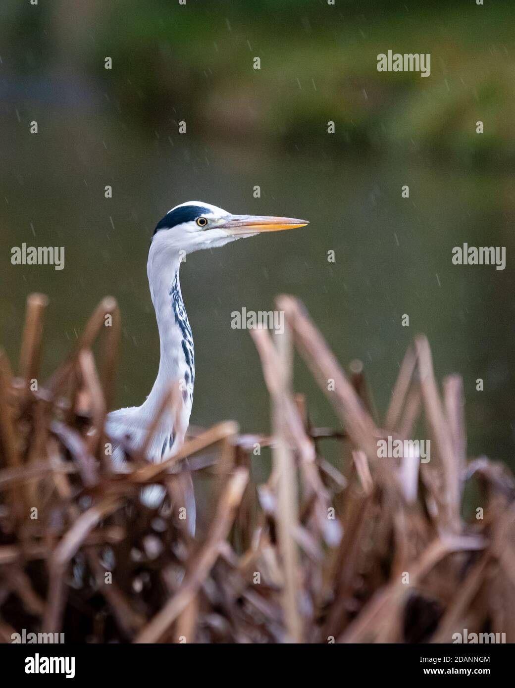 A grey heron hides in the reeds on a riverbank in Bushy Park, West ...