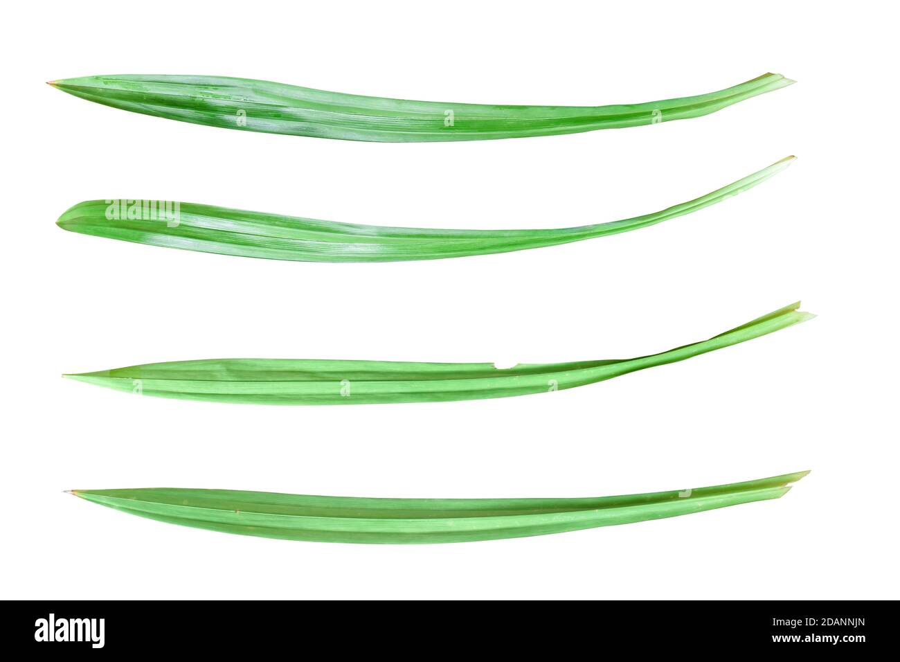 Pandan leaf leaves hi-res stock photography and images - Alamy