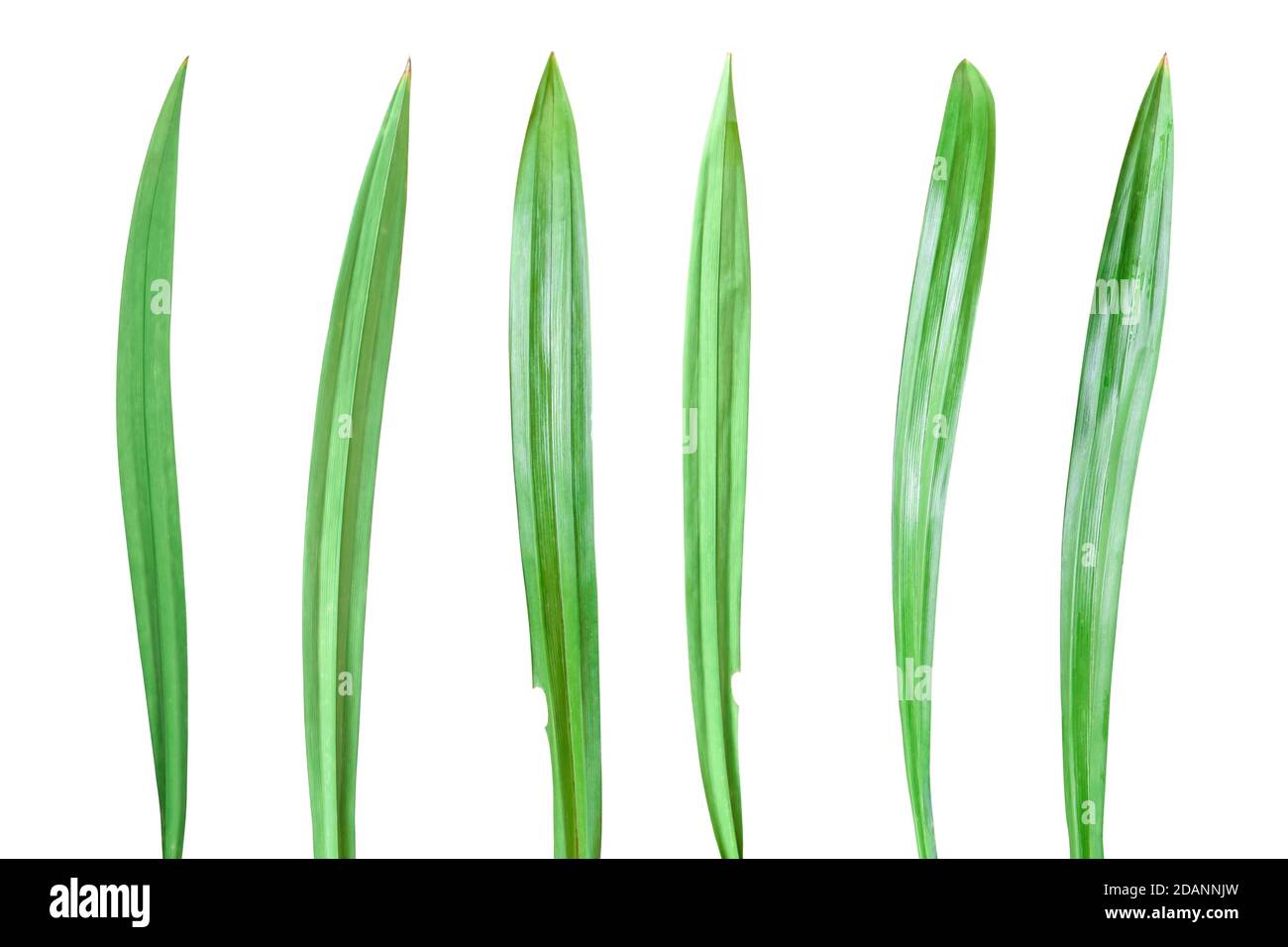Collection of fresh pandan leaf isolated on white background. Object ...