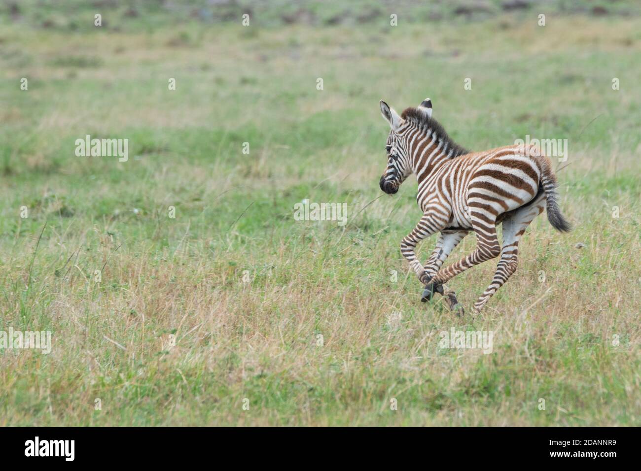 Cute Newborn Baby Zebra