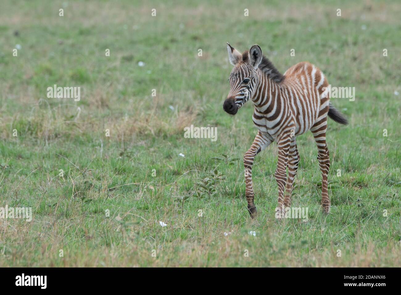 Baby common zebra hi-res stock photography and images - Alamy