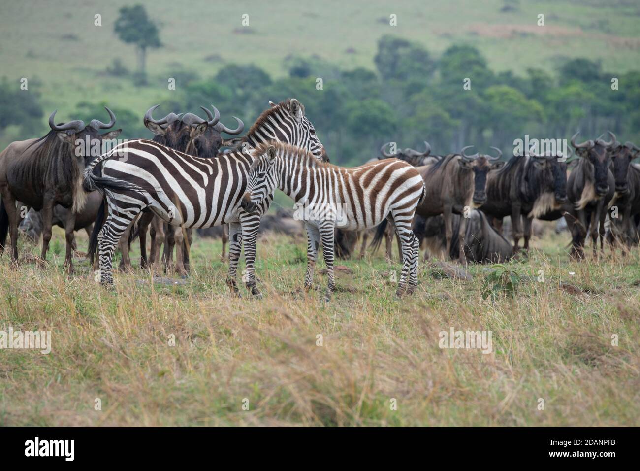 Serengeti wildebeest zebra hi-res stock photography and images - Alamy