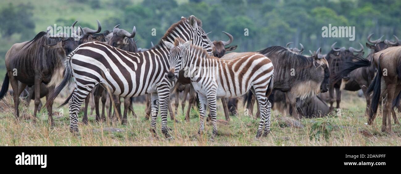 African Wildebeest And Zebra