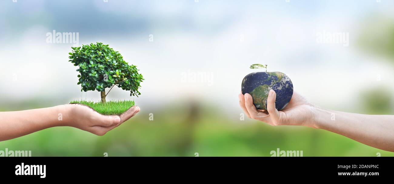 Environment day concept. hands holding tree and earth globe over green ...