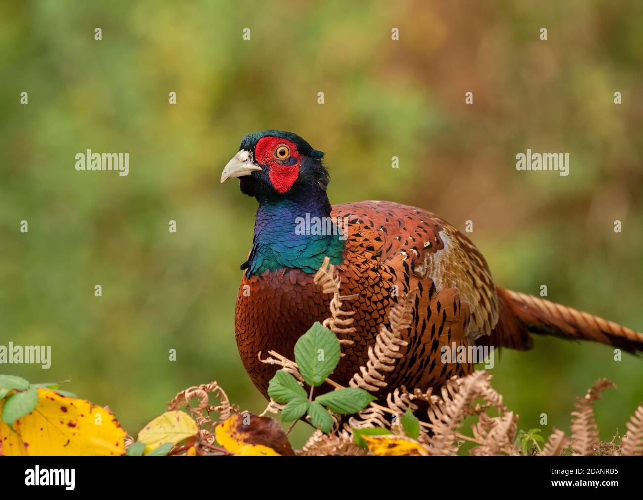 Pheasant colours hi-res stock photography and images - Alamy
