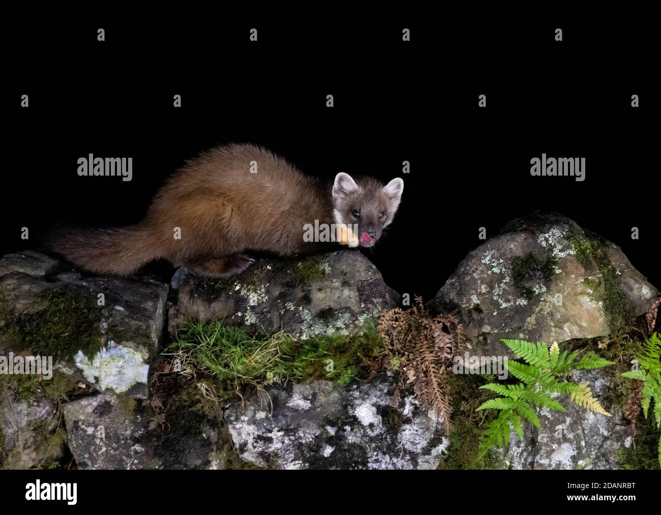 Pine martin hi-res stock photography and images - Alamy