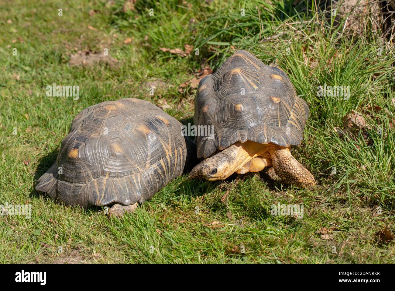 Radiated Tortoises (Astrochelys radiata). Two adults together. Profile ...