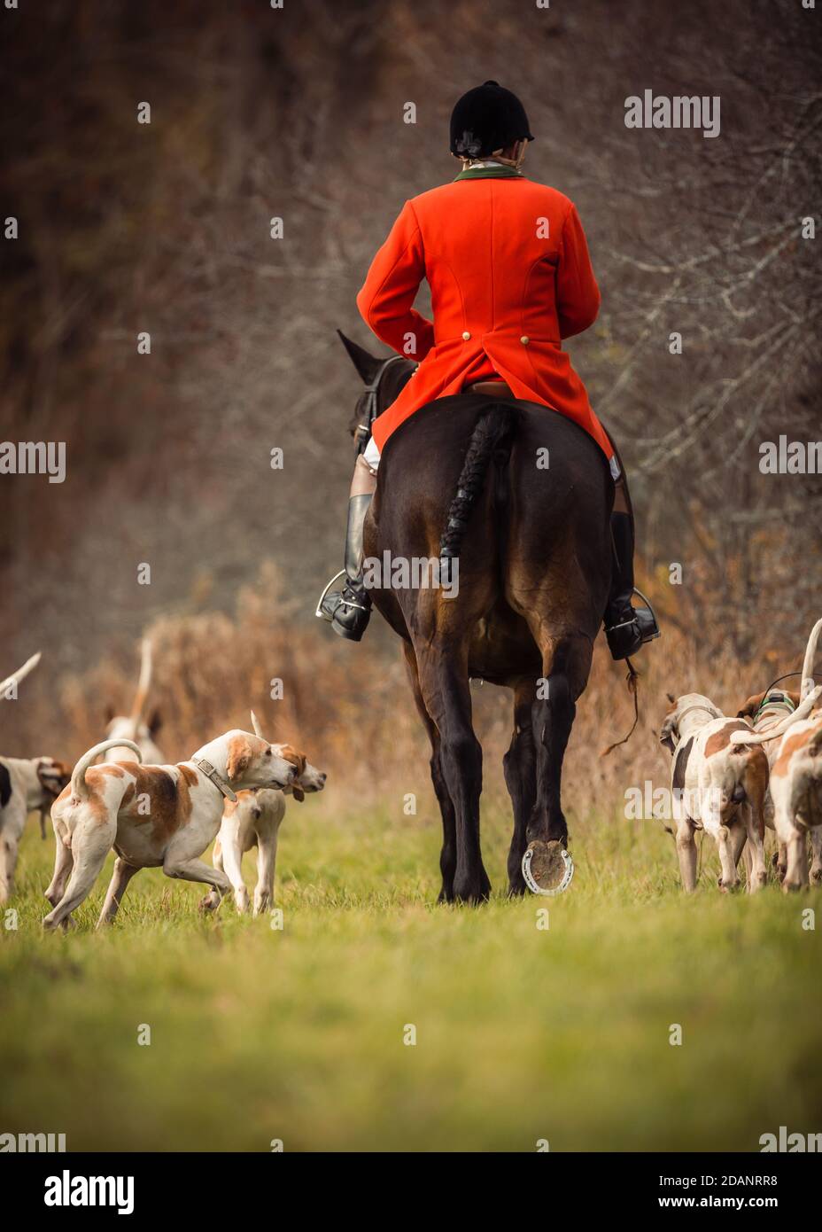 Members of the Hamilton Hunt Club in Ontario Canada preparing and ...