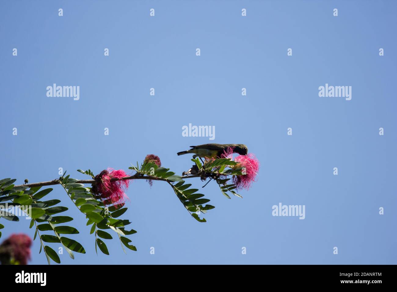 Thai powderpuff hi-res stock photography and images - Alamy