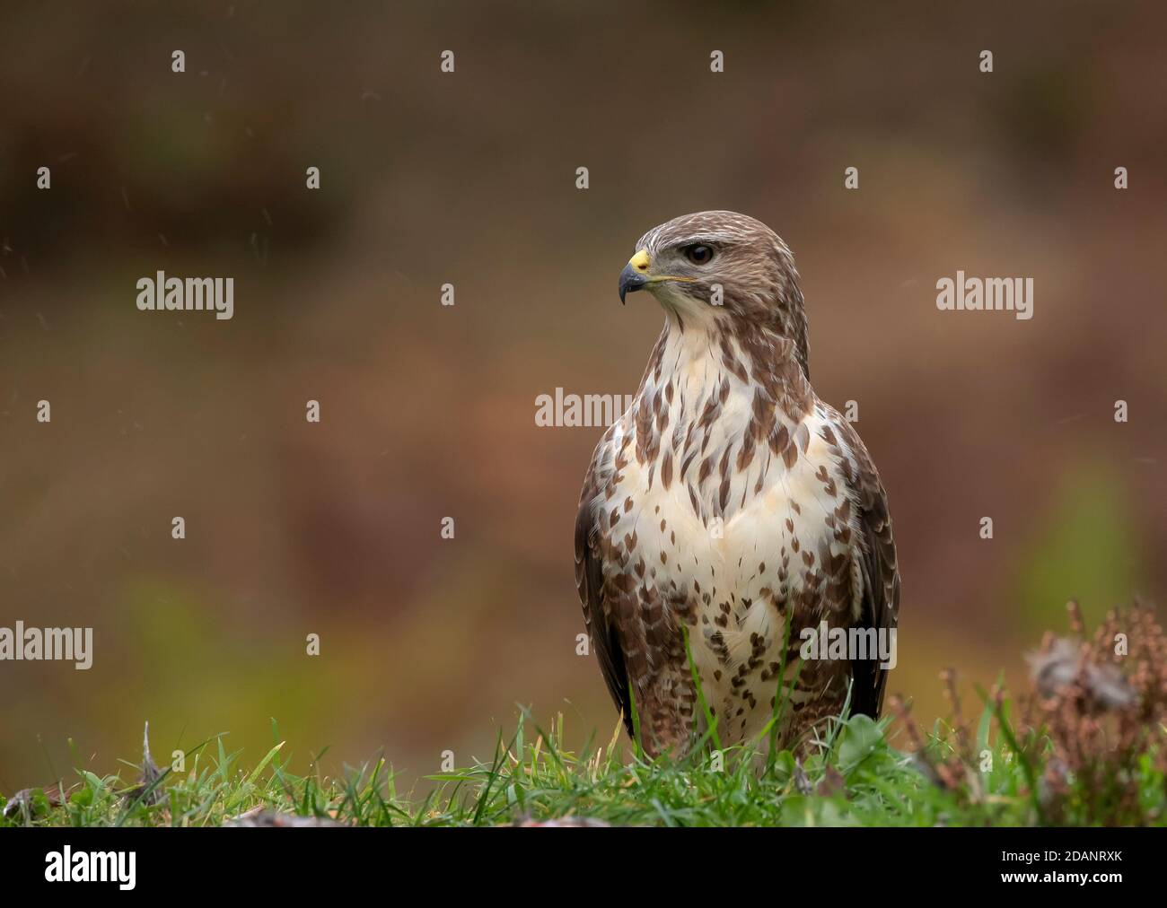 Eurasian common buzzard hi-res stock photography and images - Alamy