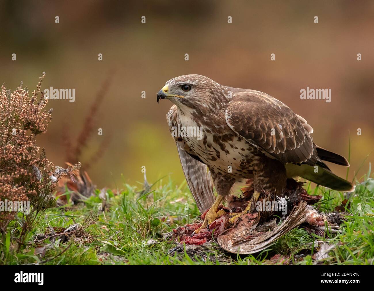 Eurasian common buzzard hi-res stock photography and images - Alamy