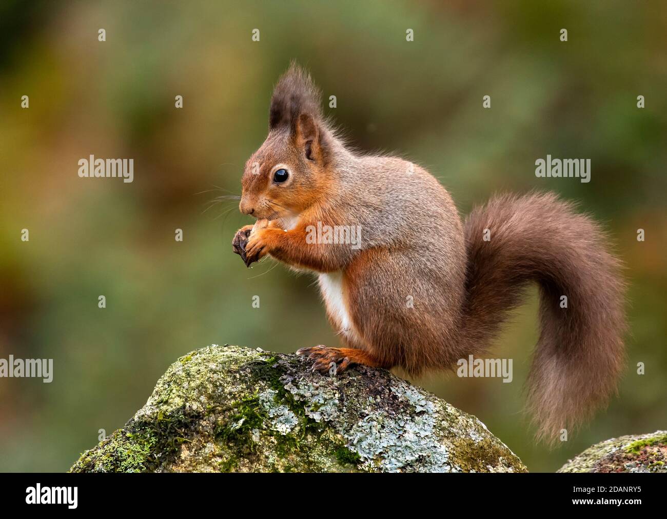 Red Squirrel Feeding Stock Photo - Alamy