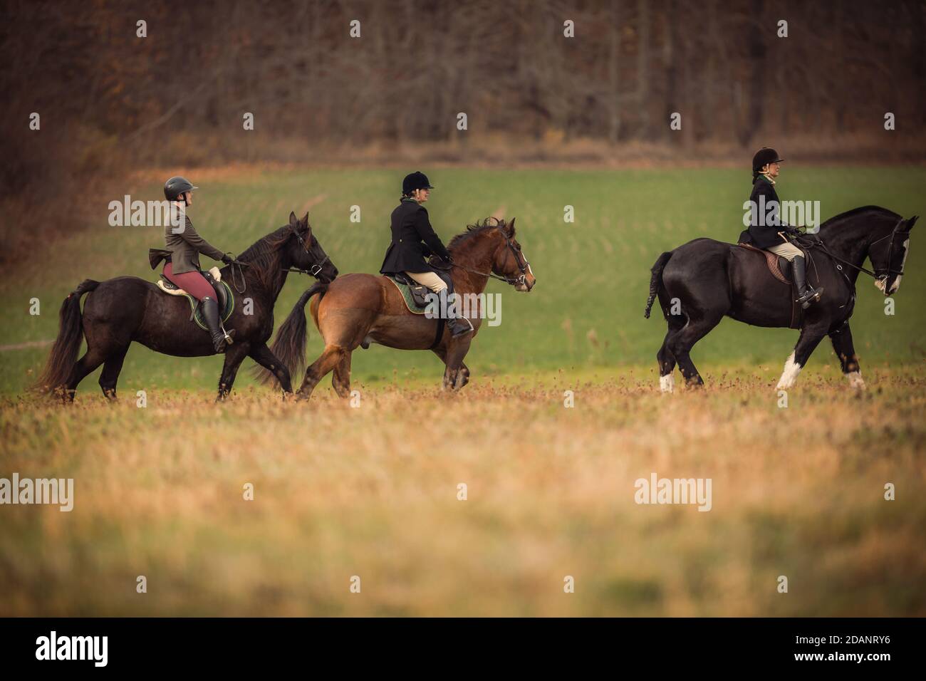 Members of the Hamilton Hunt Club in Ontario Canada preparing and ...