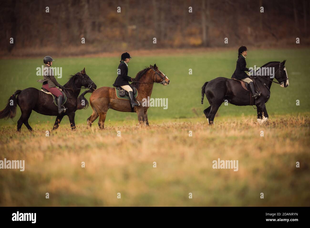 Members of the Hamilton Hunt Club in Ontario Canada preparing and ...