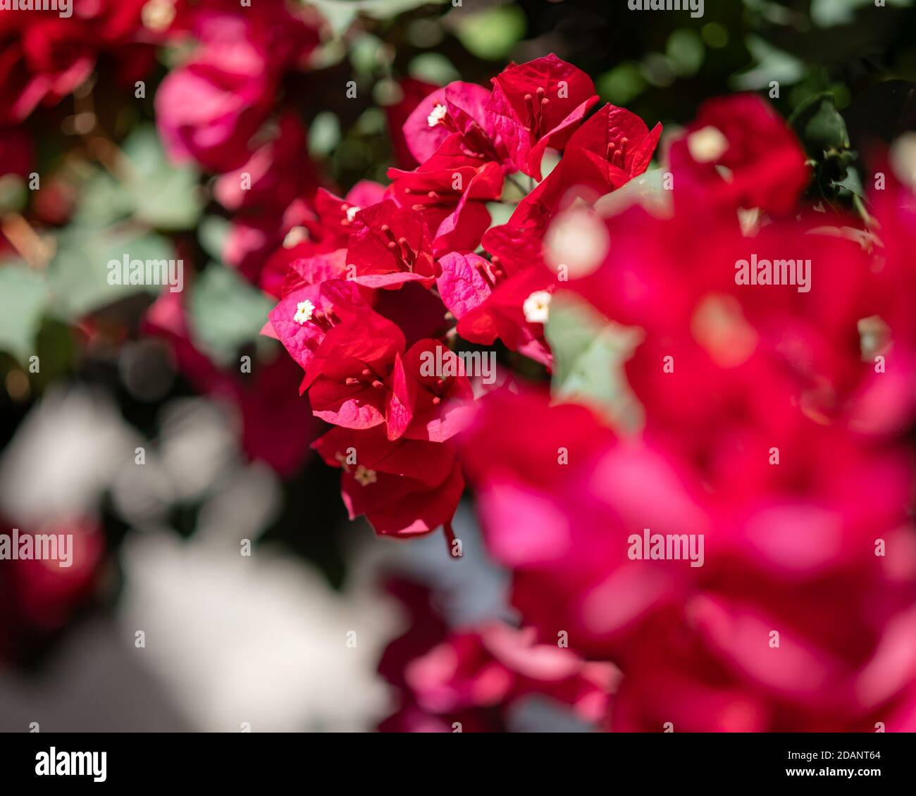 How to make paper flower hi-res stock photography and images - Alamy