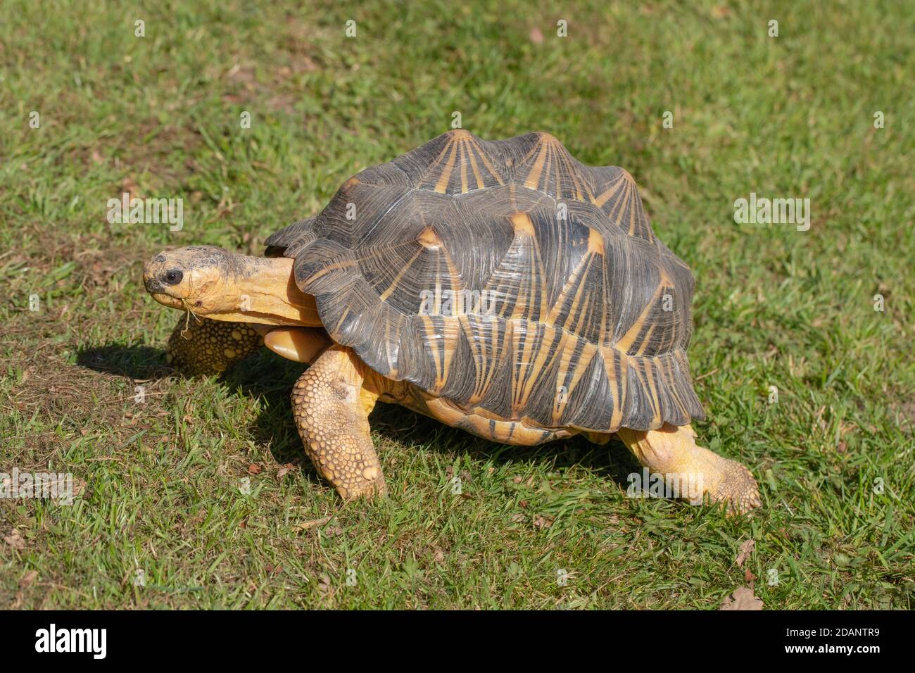 Radiated Tortoise (Astrochelys radiata). Profile. side view. Head and ...