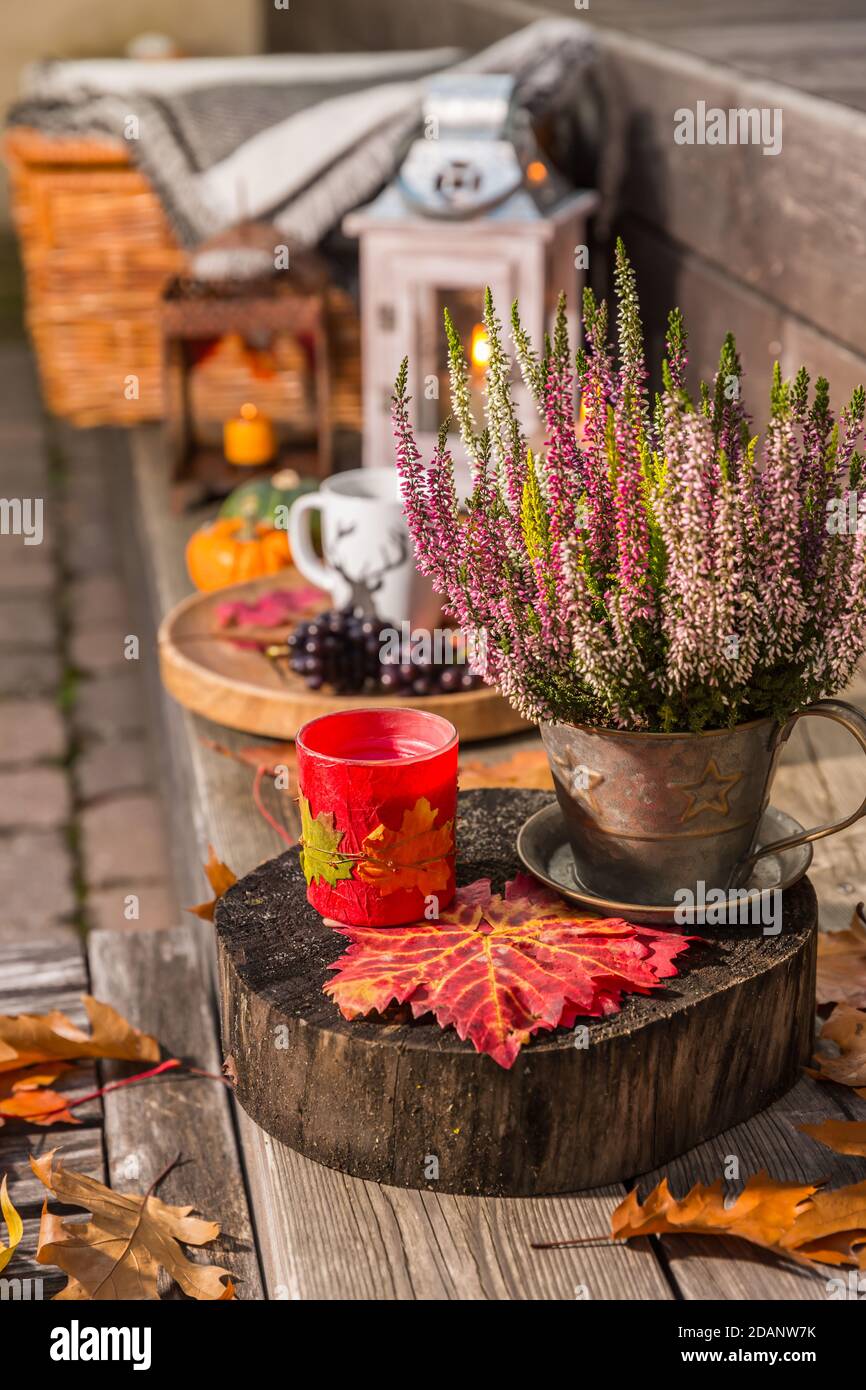 Autumn garden decoration on terrace and patio with pumpkins and heather ...