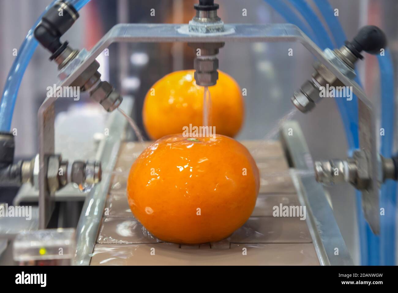 close up orange citrus washing on conveyor belt at fruits automation ...