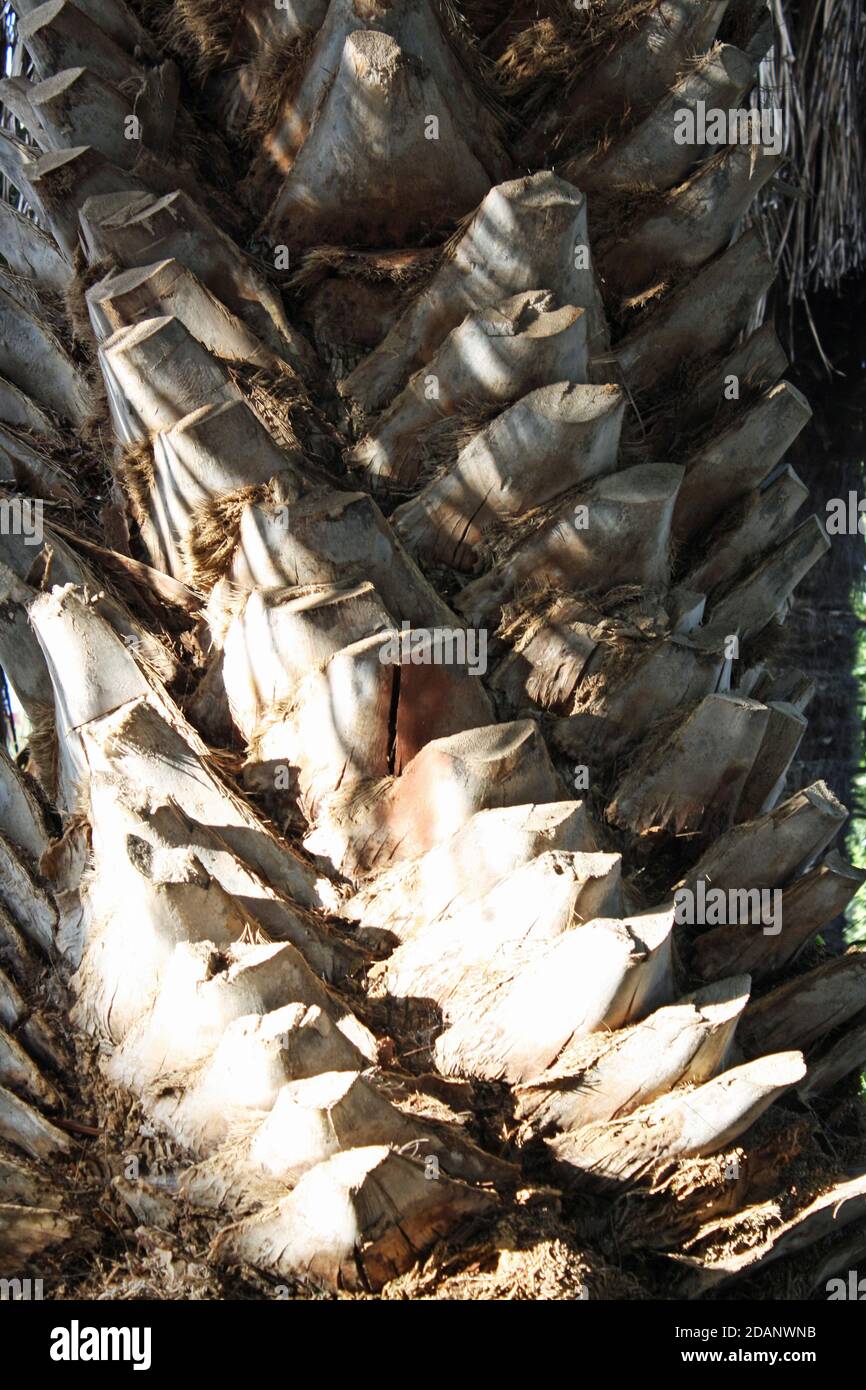 Palmenblaetter hi-res stock photography and images - Alamy