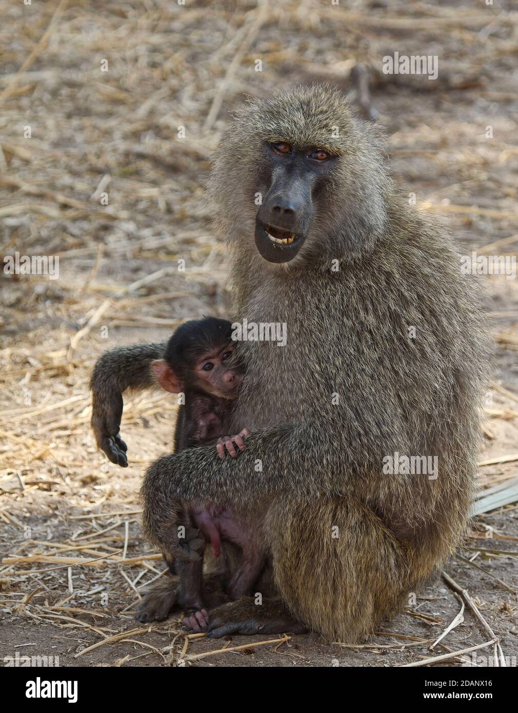 Old world monkey hi-res stock photography and images - Alamy