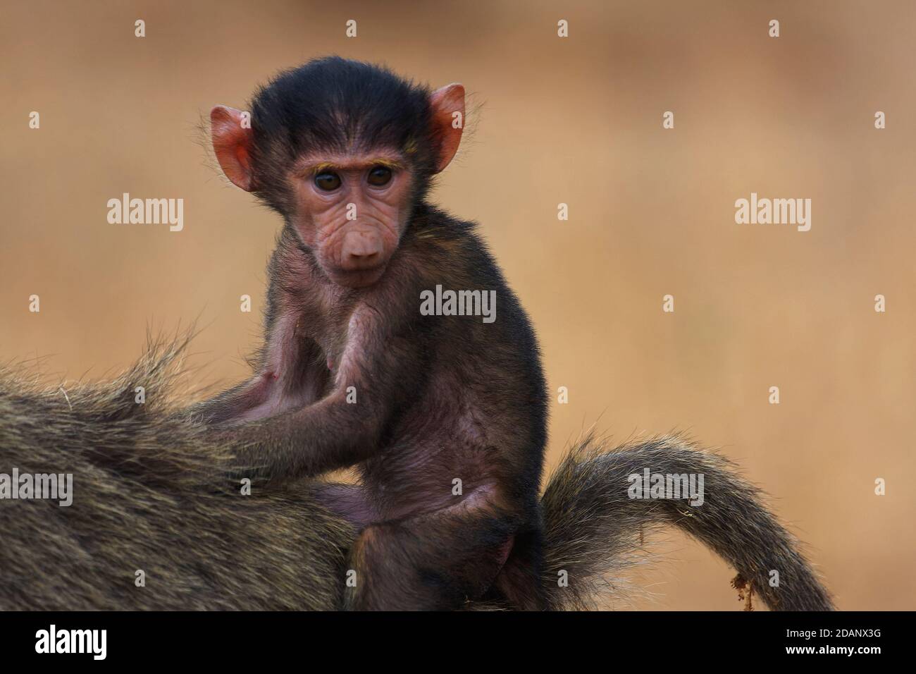 Olive baboon, Papiocynocephalus anubis, Old World Monkey, primate ...
