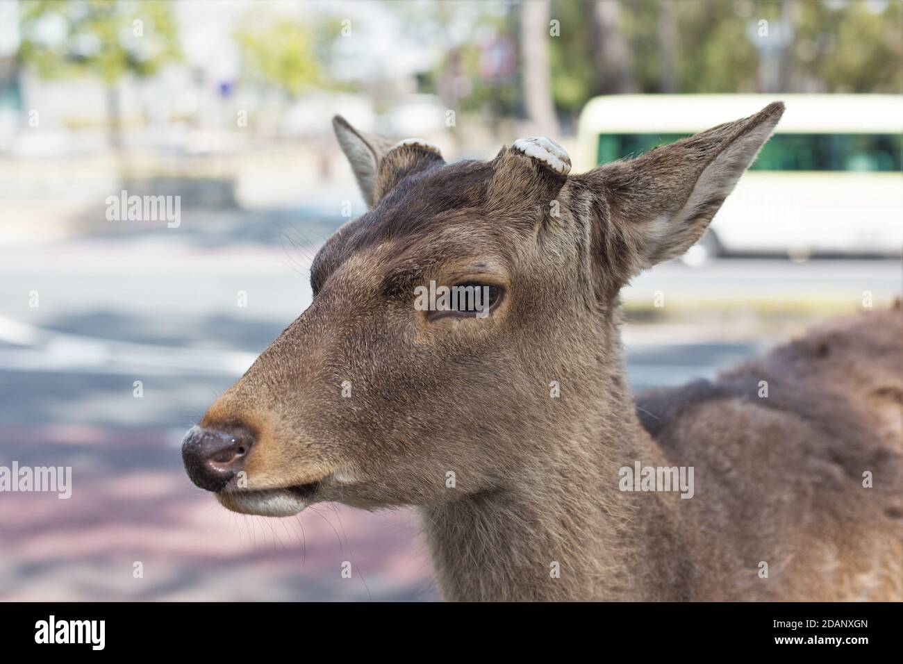 A deer with antlers that have been cut off for safety reasons, in Nara ...