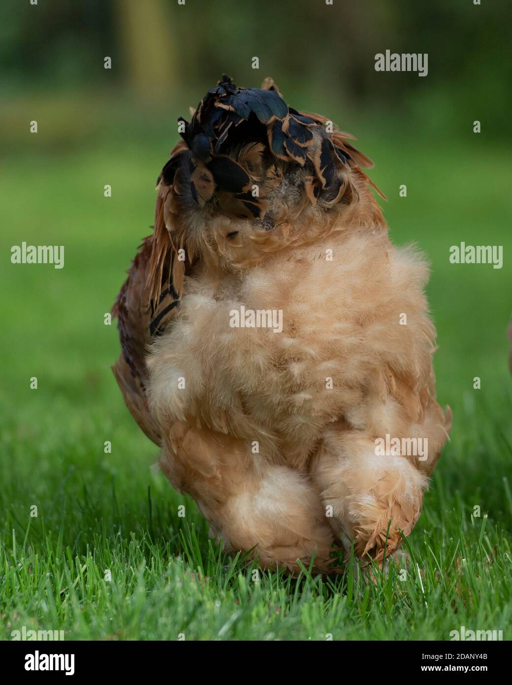 Big bum hi-res stock photography and images - Alamy