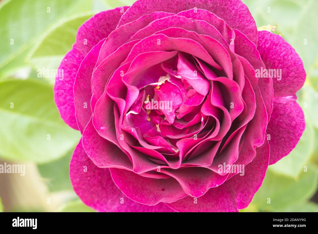 Rose Twilight Zone Stock Photo - Alamy
