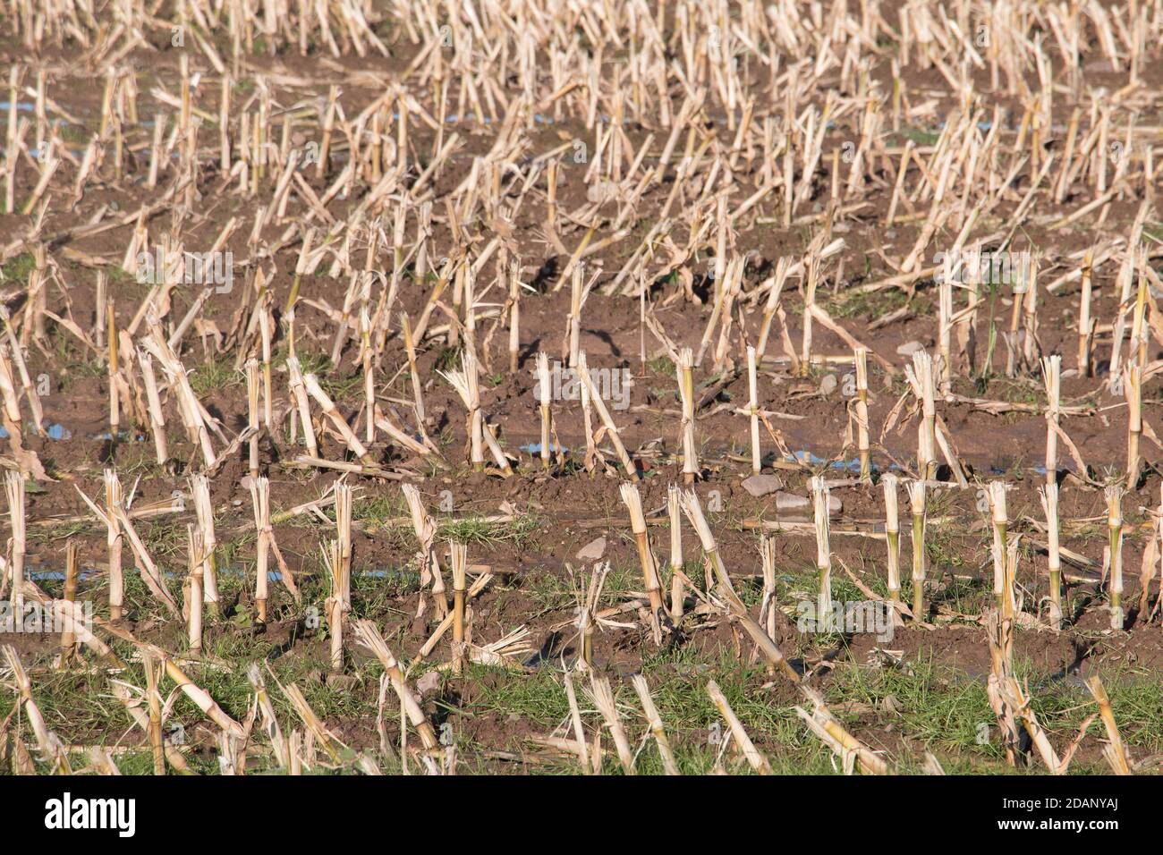Maize corn stems hi-res stock photography and images - Alamy