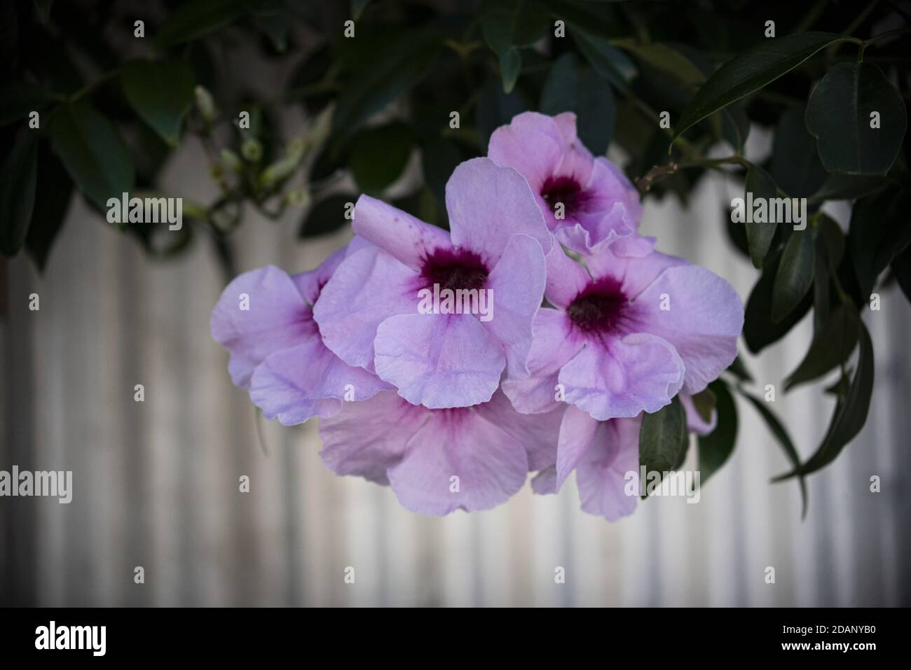 Moonflowers hi-res stock photography and images - Alamy