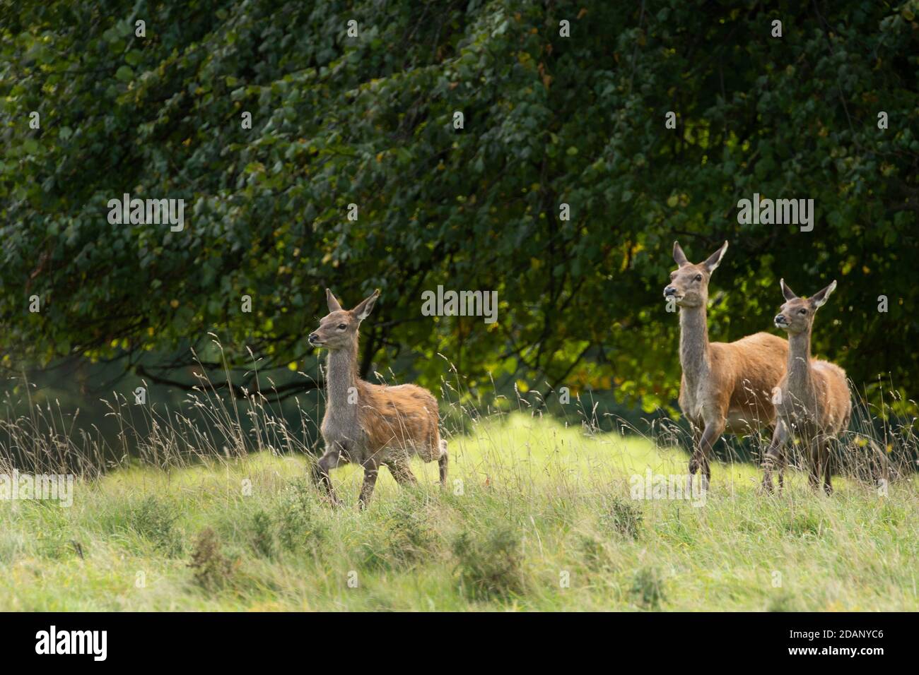 Run wild with colour hi-res stock photography and images - Alamy