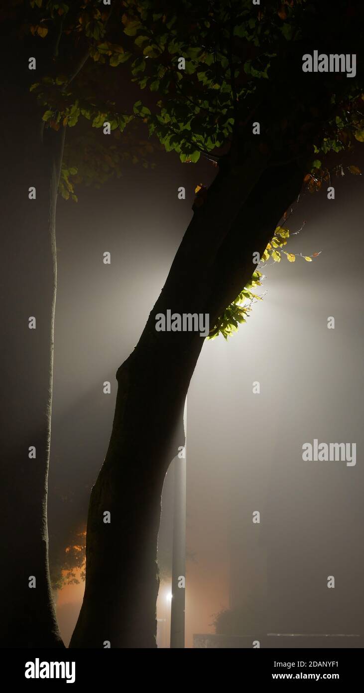 Bright light of a street lamp hidden by a tree in the mists of a city ...
