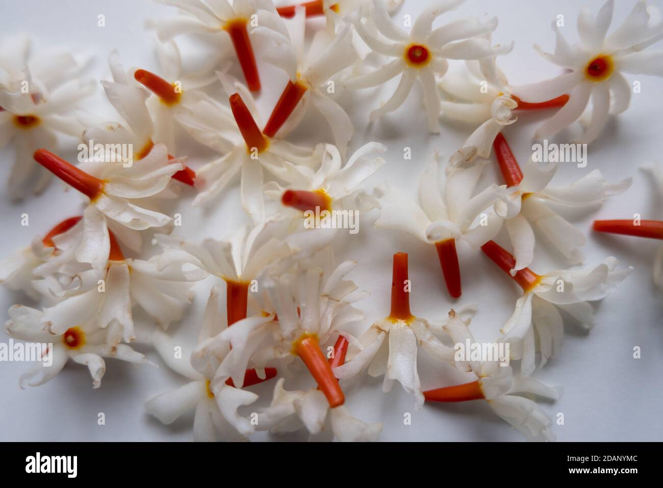 Coral jasmine hi-res stock photography and images - Alamy