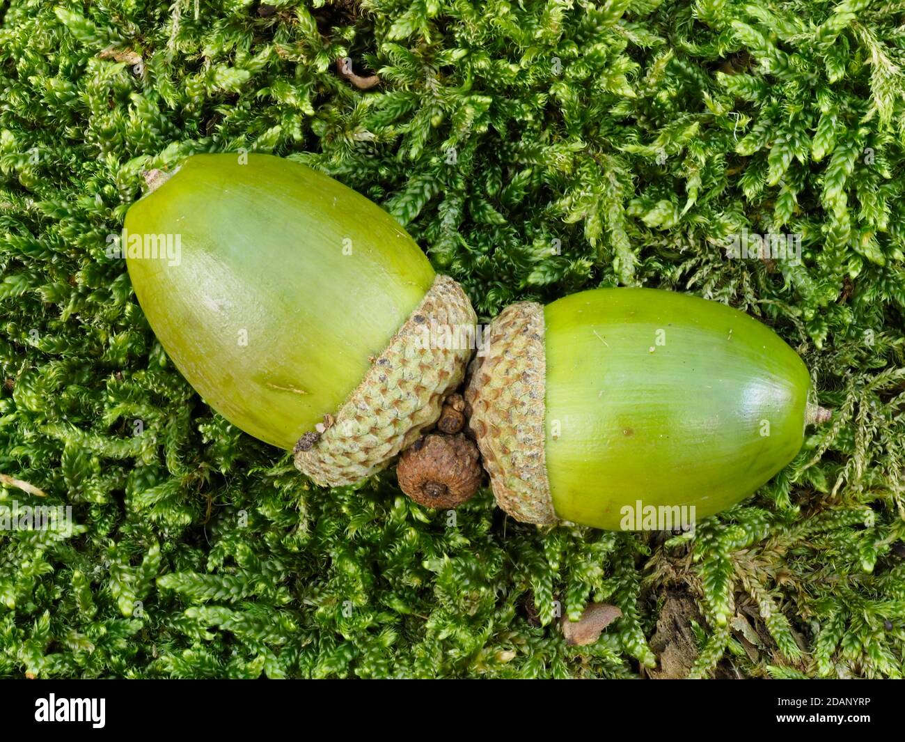 Ripe acorns hi-res stock photography and images - Alamy