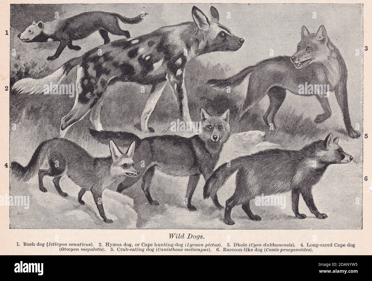 Long eared dogs hi-res stock photography and images - Alamy