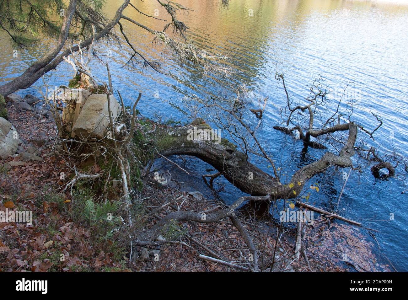 Autumn lake scene, fallen tree branches on the shores of Lake Vyrnwy ...
