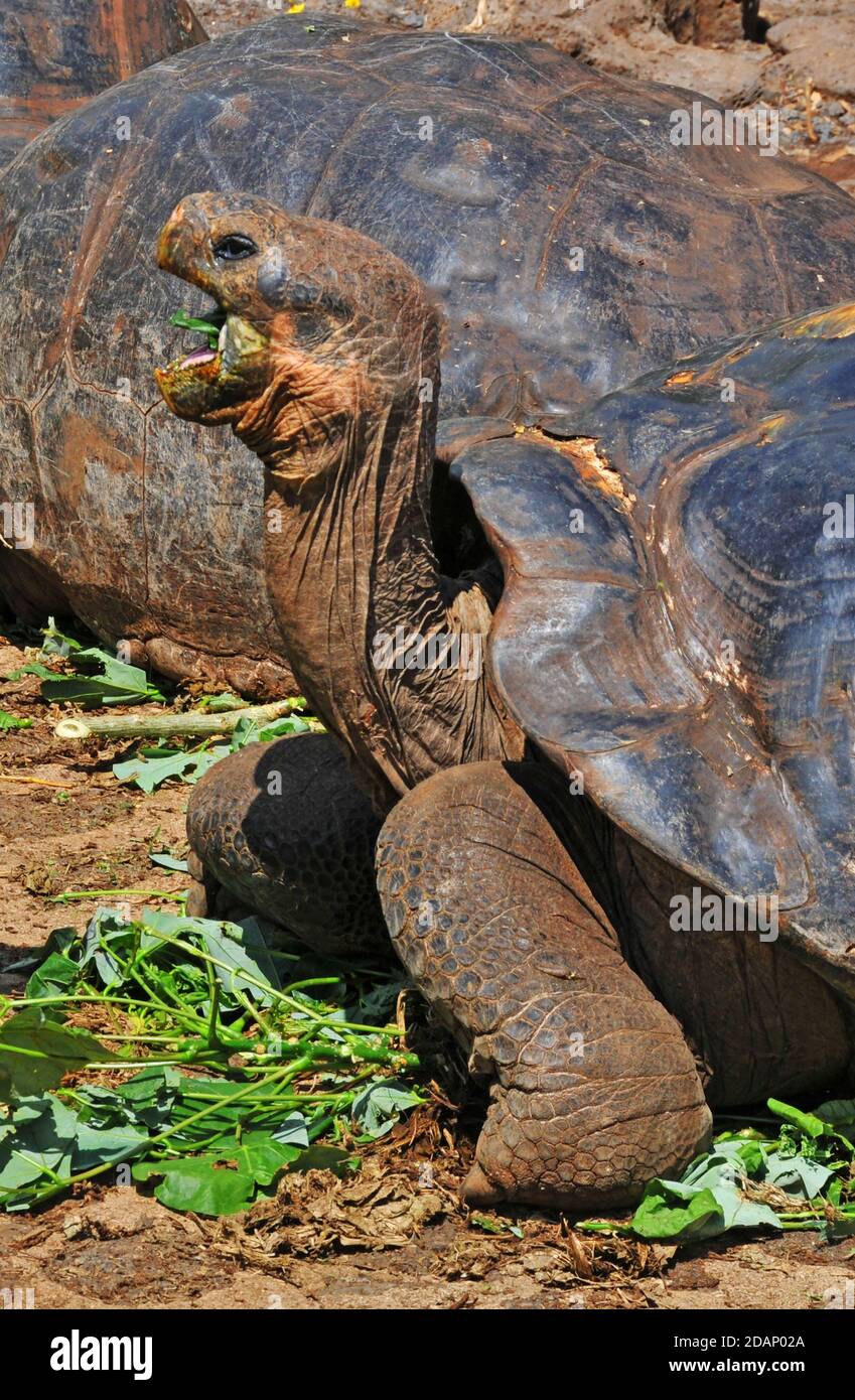 giant tortoise, Charles Darwin research station, Puerto Ayora, Santa ...